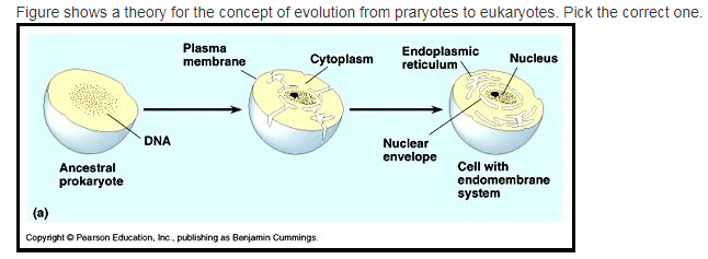Evolution From Prokaryotes To Eukaryotes MCQ Preparation Test Punjab
